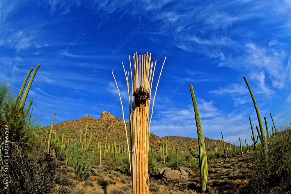 Things Made From Dead Saguaro Cactus