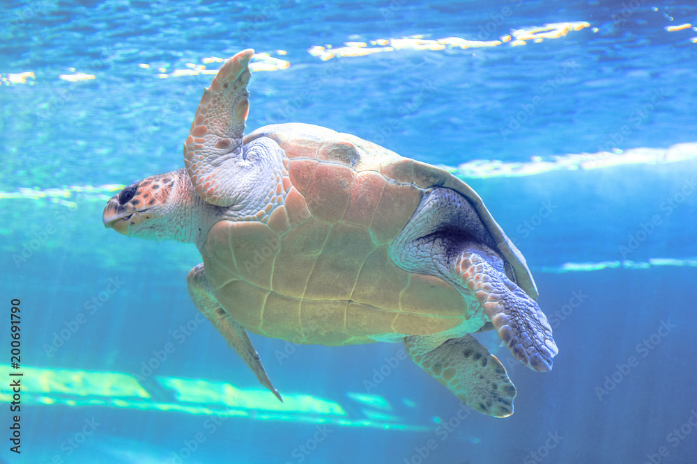 Sea Turtle Bottom View