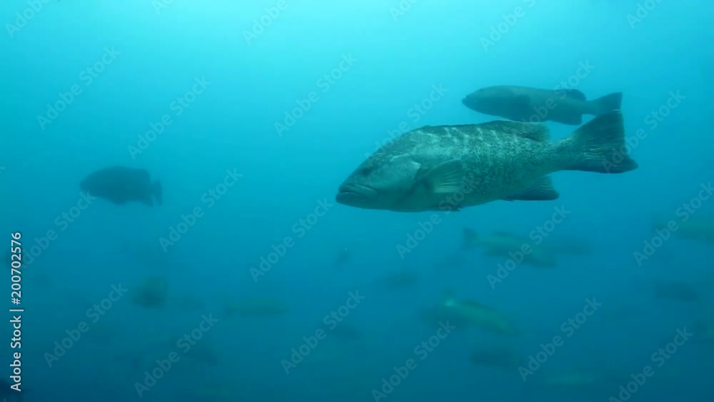 Leopard grouper (Mycteroperca rosacea), in a shipwreck, reefs of the ...