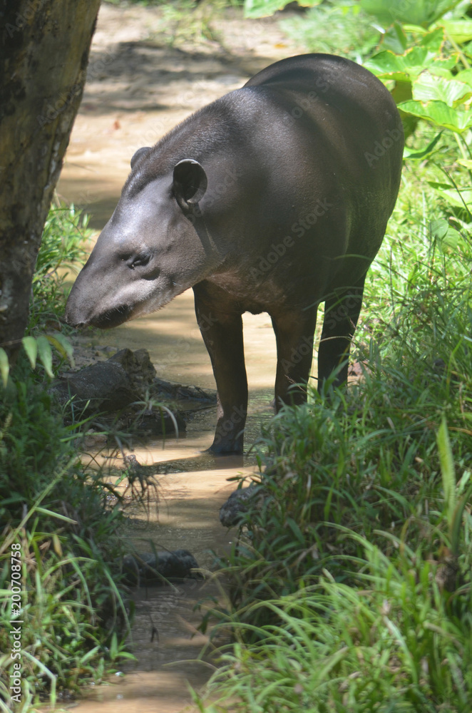 A Tapir in the Amazon rainforest Stock Photo | Adobe Stock