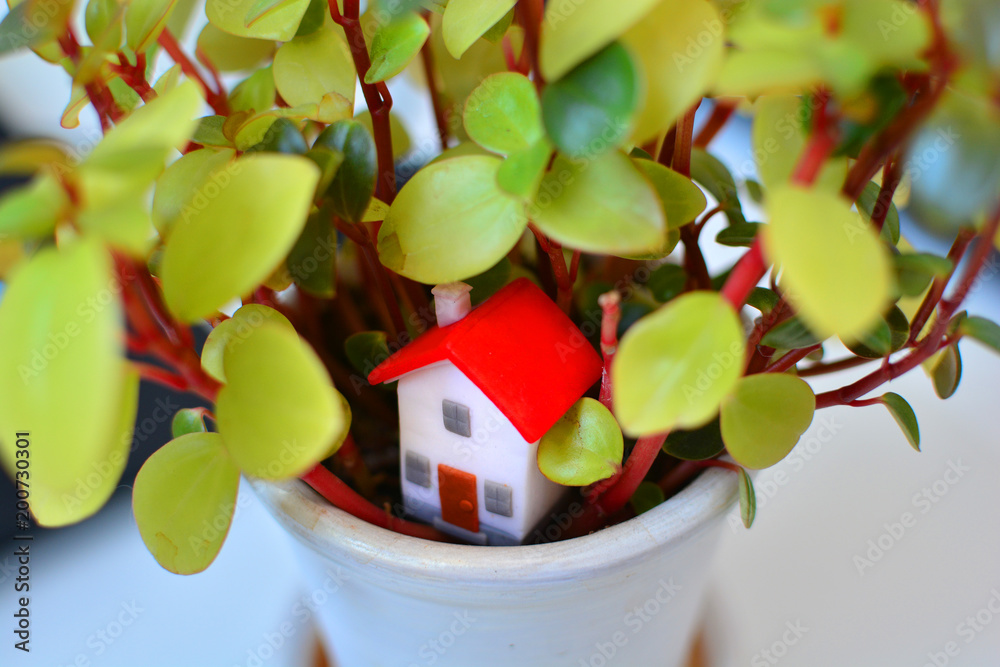 Miniature model of house in a office flower pot. Concept of dream to ...