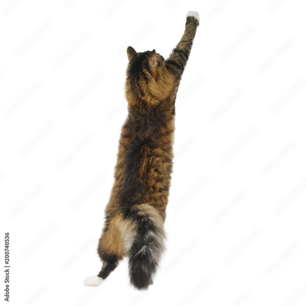 Jumping Cat White Background