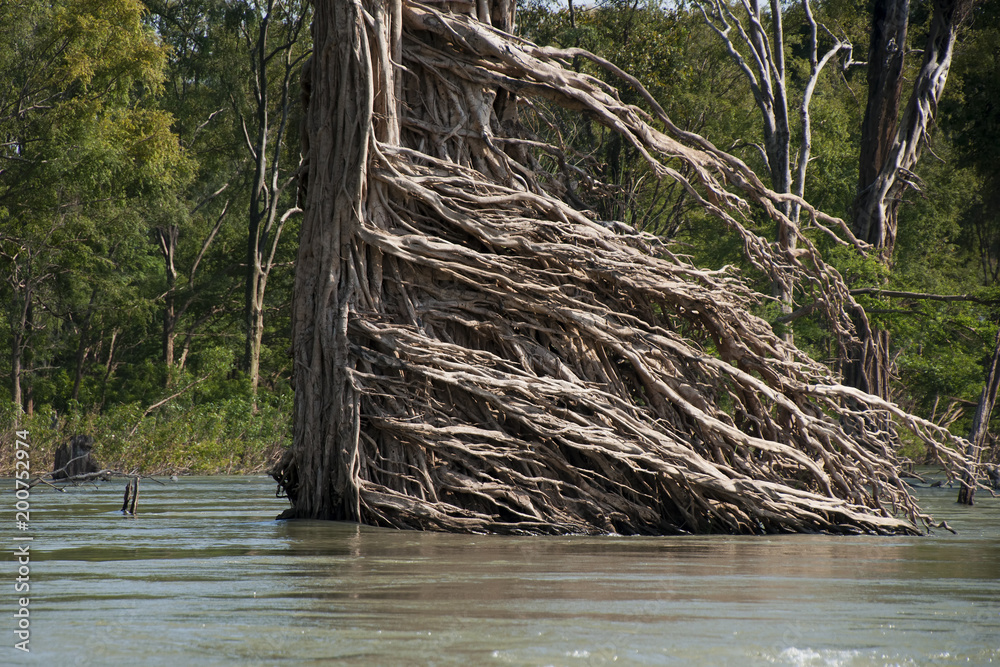Stung Treng cambodia, tree roots shaped currents in the flooded forest ...
