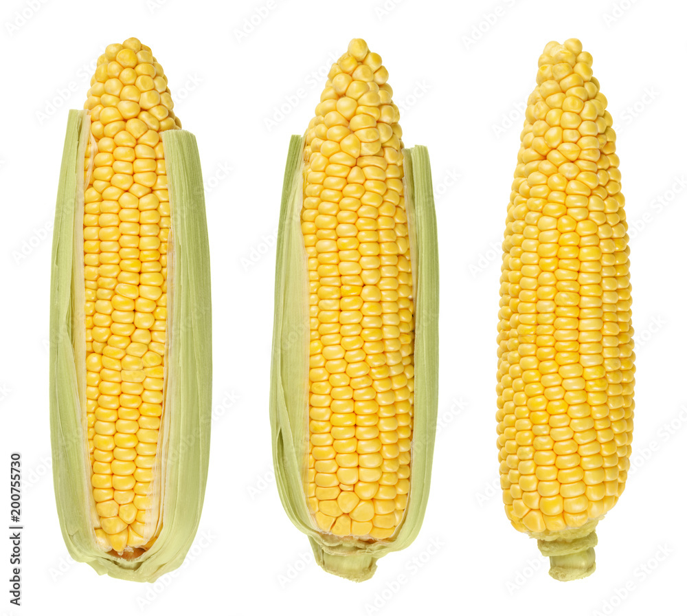 Foto de Three husked cobs of sweet corn, also sugar corn. Fresh ...
