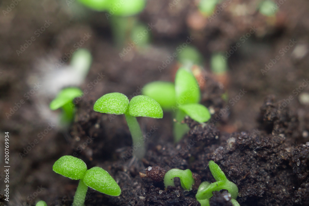 first green shoots in spring Stock Photo | Adobe Stock