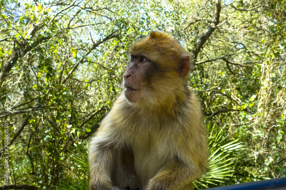 Close up of a wild macaque or Gibraltar monkey, one of the most famous ...