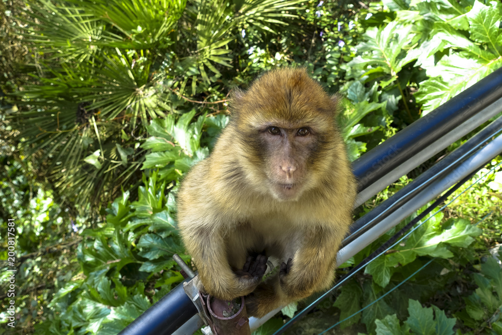 Close up of a wild macaque or Gibraltar monkey, one of the most famous ...