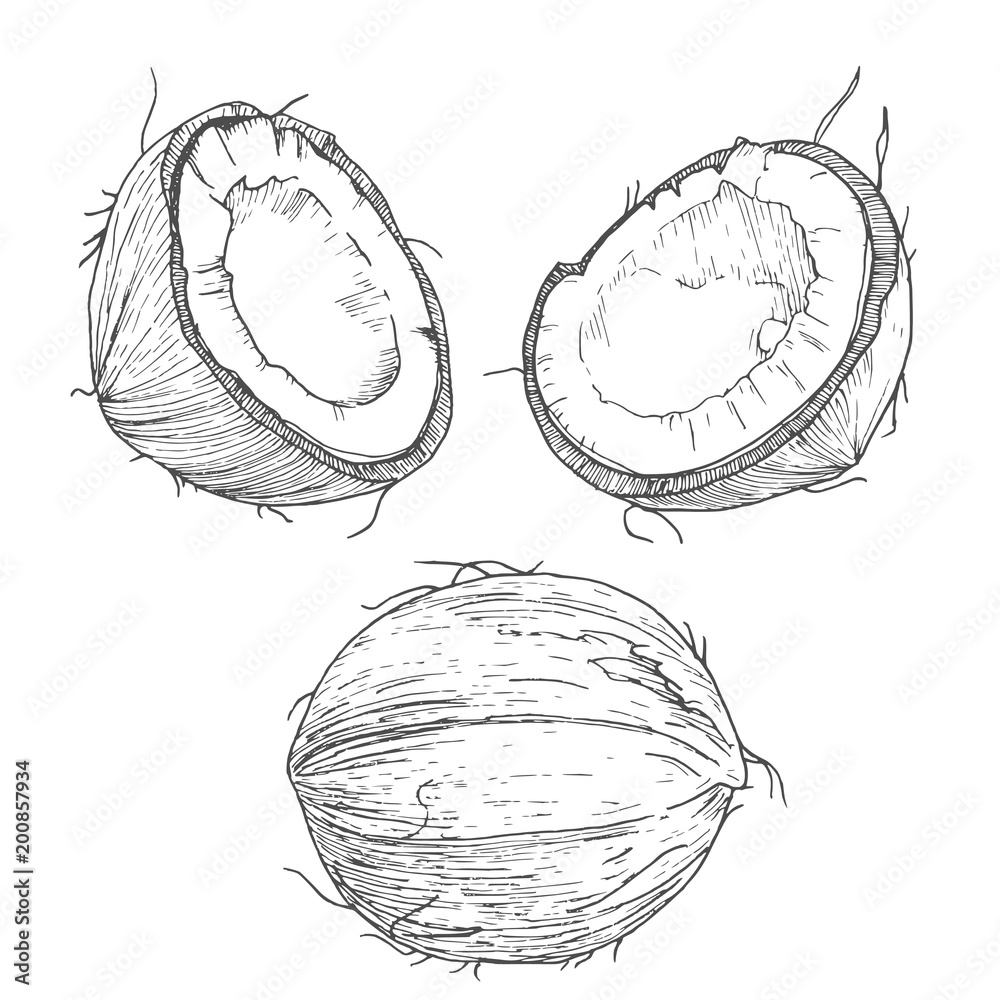Hand drawn coconut, vintage ink etching food illustration, cut and full ...