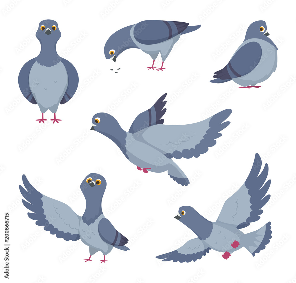Animal Farm Pigeons