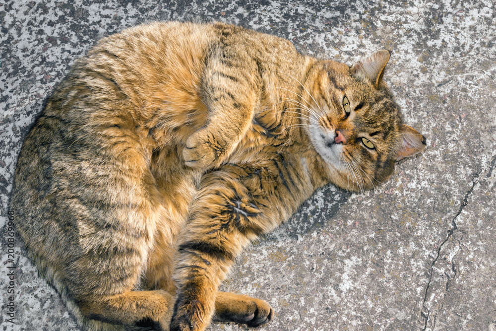 Very Fat Animals