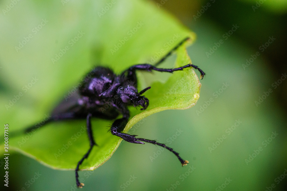 Great black wasp holding to the grass. Family: Sphecidae (thread ...