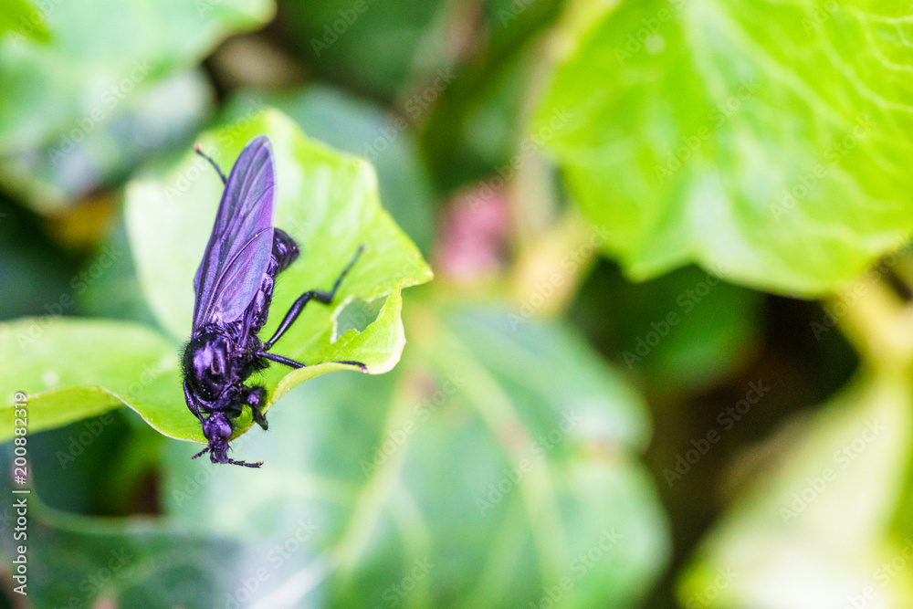 Great black wasp holding to the grass. Family: Sphecidae (thread ...