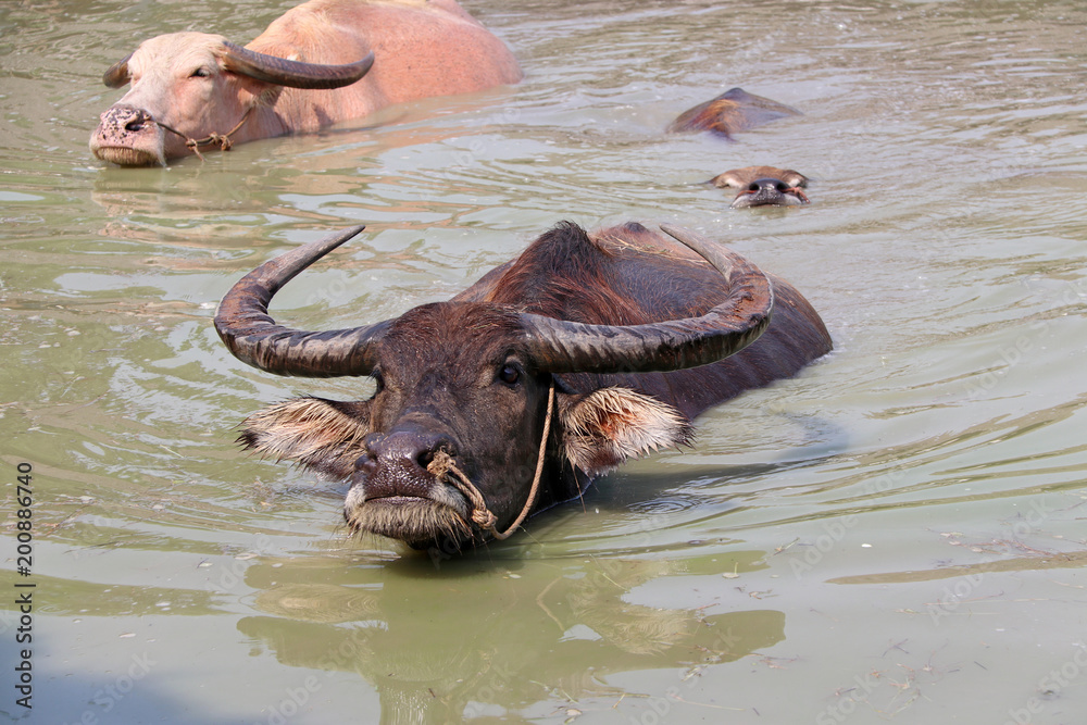 Three of Thai buffalo on the water, it take a bath to cool off. It is a ...