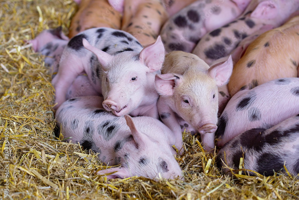 Ferkel Schweine Säue Stock-Foto | Adobe Stock