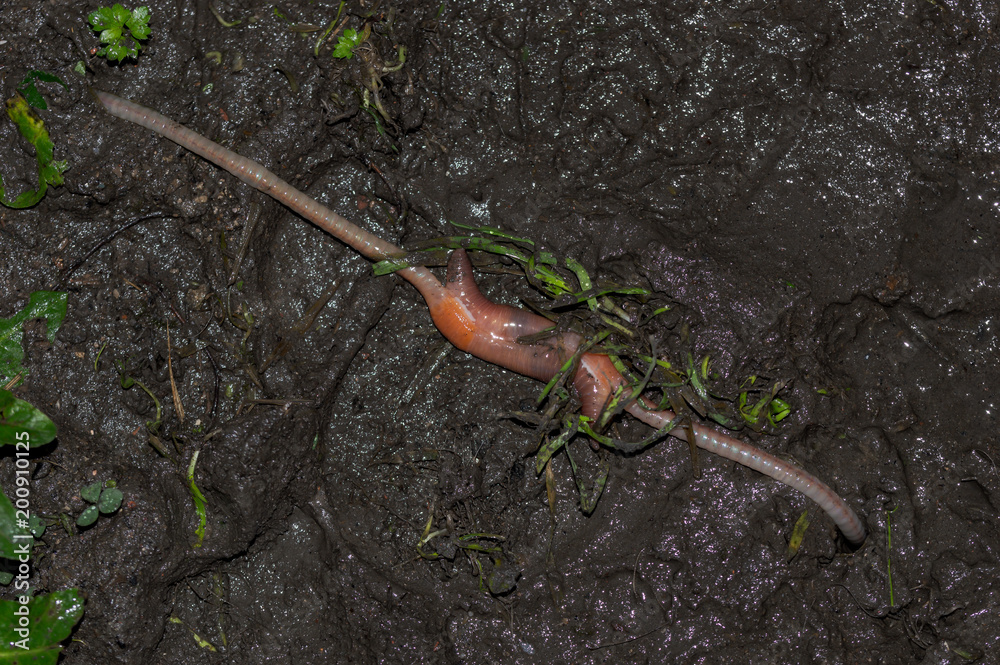 Earthworms mating on muddy ground. The hermaphrodite invertebrates mate ...