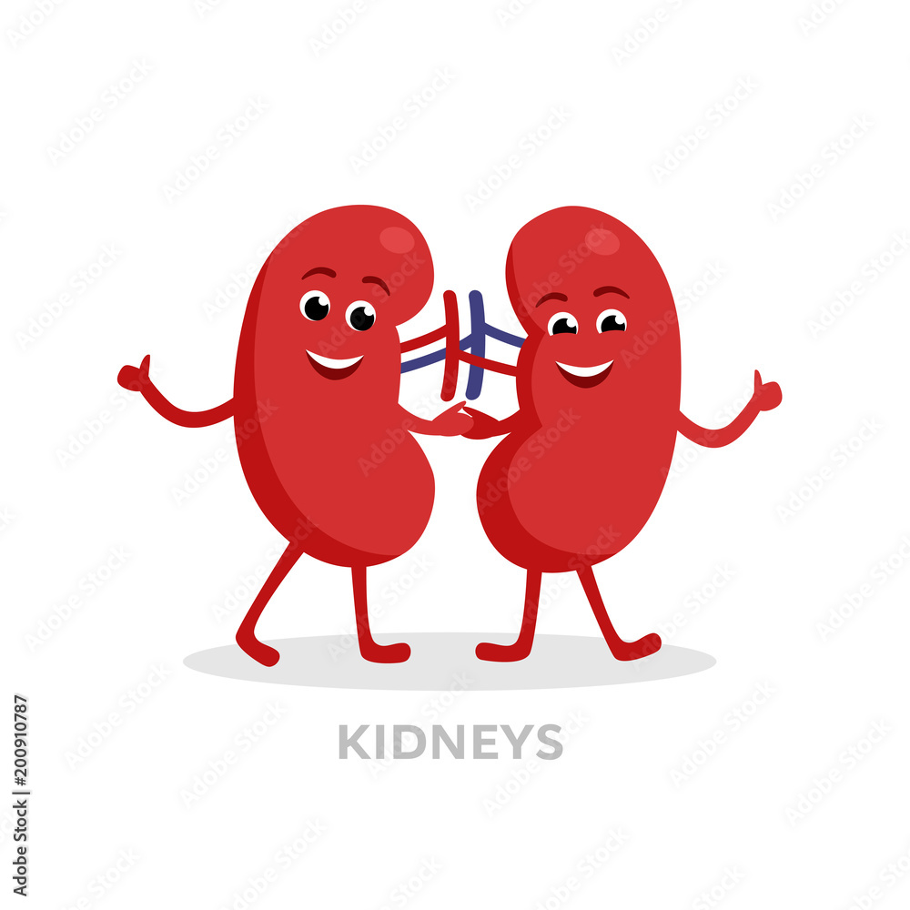 Strong healthy kidneys cartoon characters isolated on white background ...