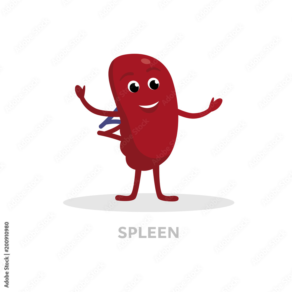 Strong healthy spleen cartoon character isolated on white background ...