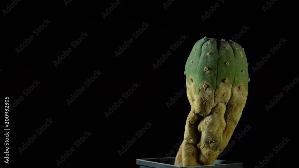 Peyote green cactus rotates on dark background, looped shot, 4K. Stock ...