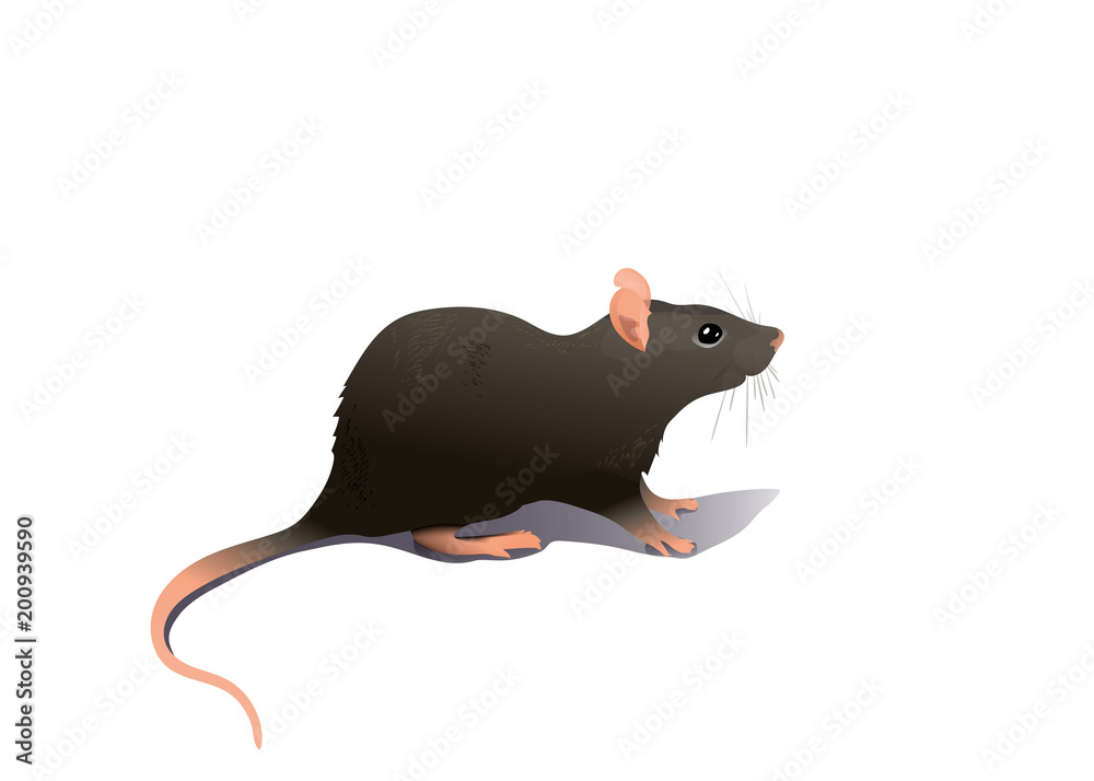 Common house mouse isolated on white background Stock Vector | Adobe Stock