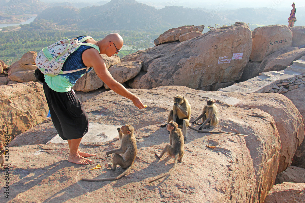 A tourist man feeds monkeys with bananas on the Anjaneya hill and ...