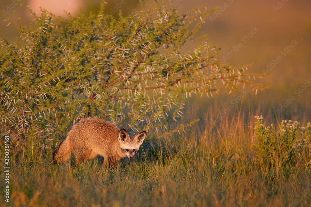Close up Bat-eared fox, Otocyon megalotis, small african carnivore in ...