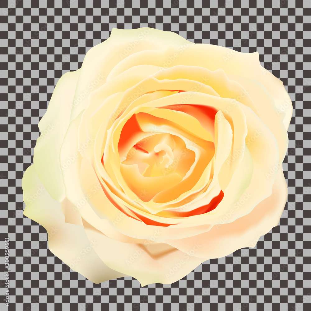Flower of a yellow rose on a transparent background. Vector ...
