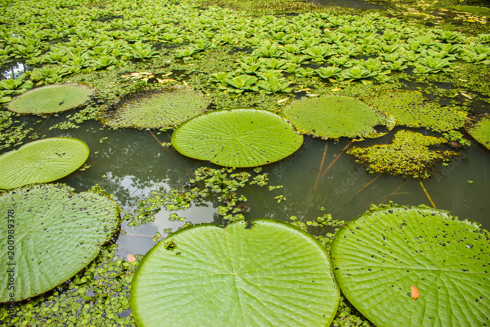 Lagoa com muitas plantas vitórias-régias e folhas. No museu da amazônia ...