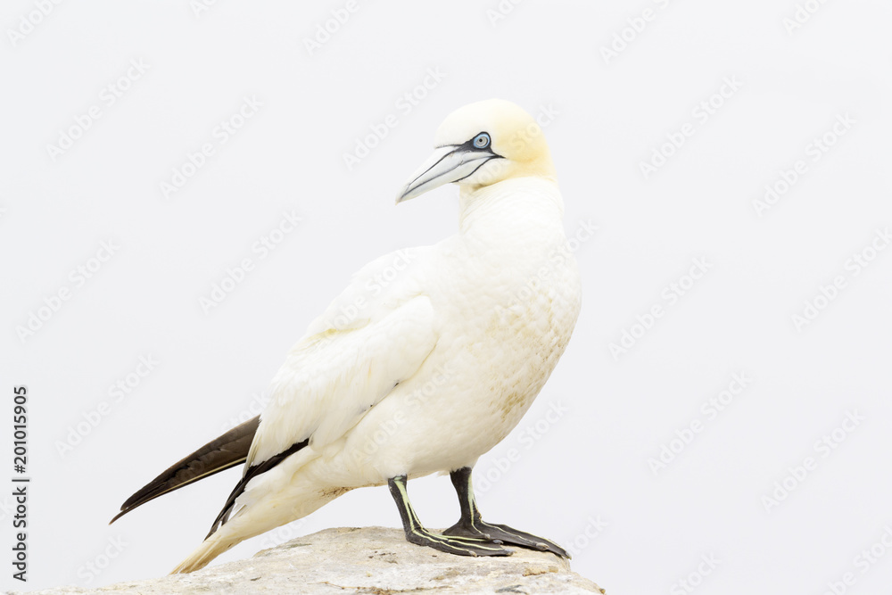 Northern Gannet (Morus bassanus) standing on rock of coastal cliff, Great Saltee, Saltee Islands ...