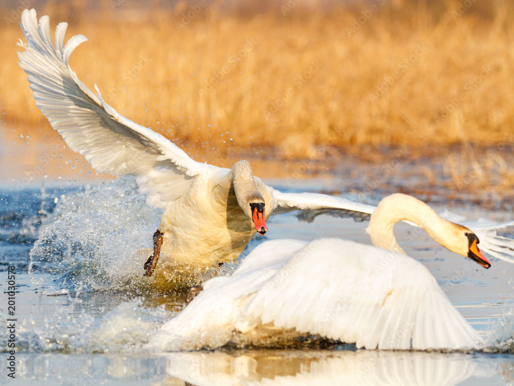 Mute swan fighting Stock Photo | Adobe Stock