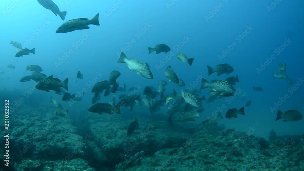 Leopard grouper (Mycteroperca rosacea), in a shipwreck, reefs of the ...