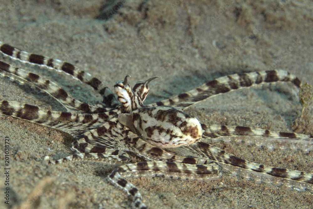 Mimic Octopus Turkey