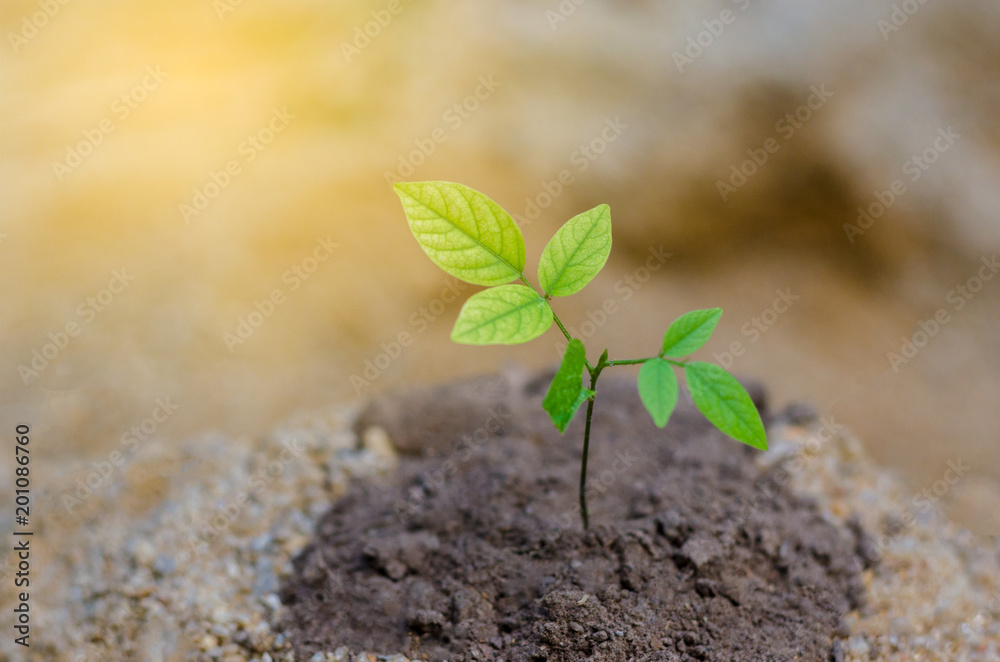 Arid soil sapling Nature Conservation Prevention Global Warming Stock ...