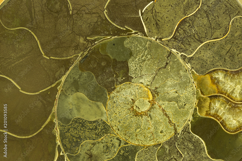 Great ammonite shell viewed in section, revealing the internal chambers ...