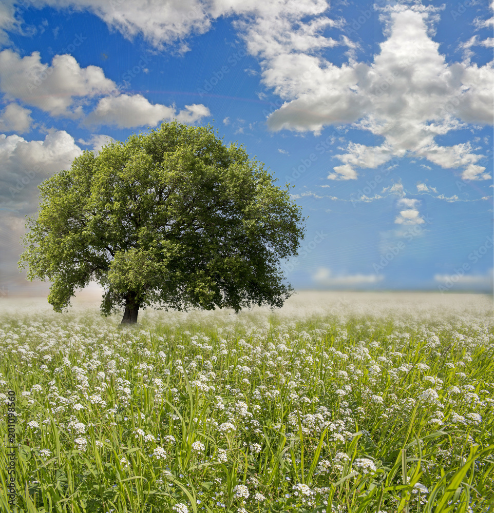 flowers tree isolated nature spring background Stock Photo | Adobe Stock
