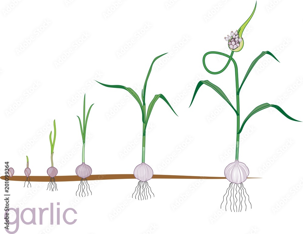 Garlic life cycle. Consecutive stages of growth from bulbil to ...