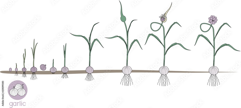 Garlic life cycle. Consecutive stages of growth from bulbil to ...