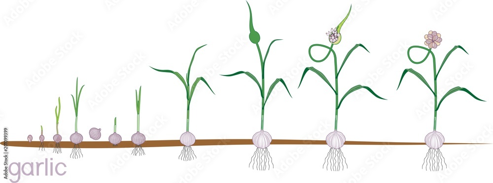 Garlic life cycle. Consecutive stages of growth from bulbil to ...
