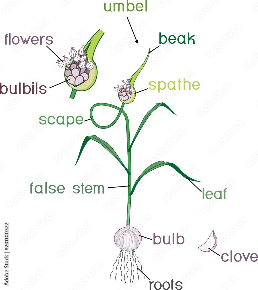 Parts of garlic plant. Morphology of plant with titles Stock Vector ...