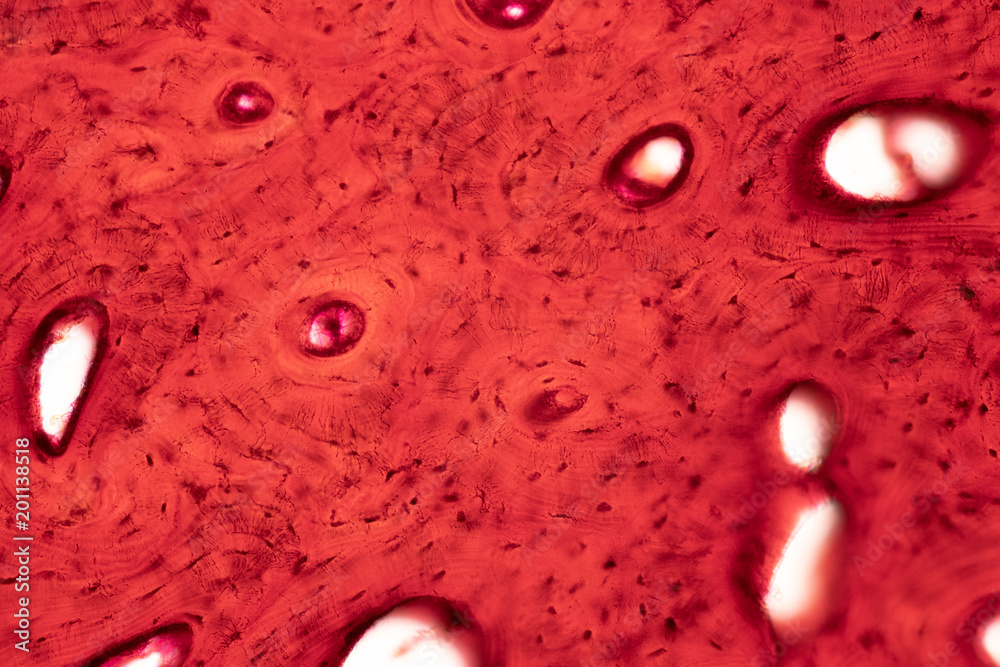Histology of human compact bone tissue under microscope view for ...