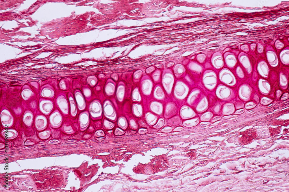 Cross section human cartilage bone under microscope view for education ...