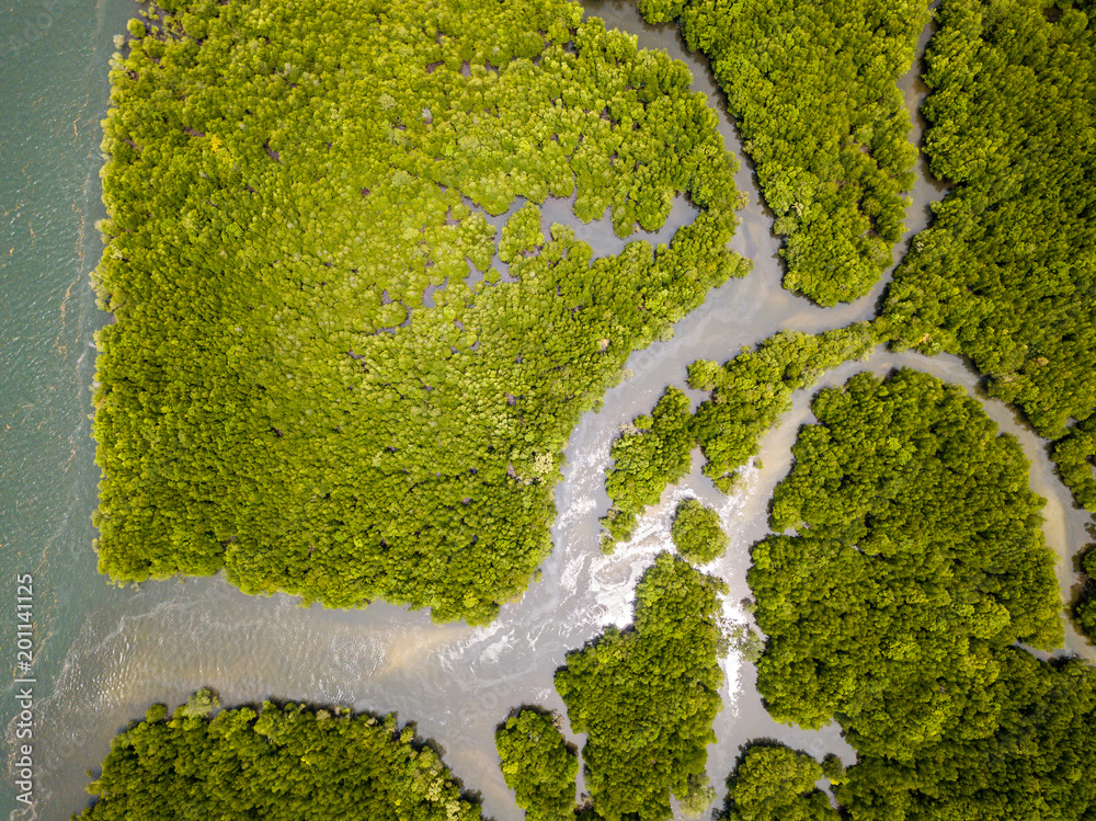 Drone aerial view of a huge, natural mangrove forest in Thailand Stock ...
