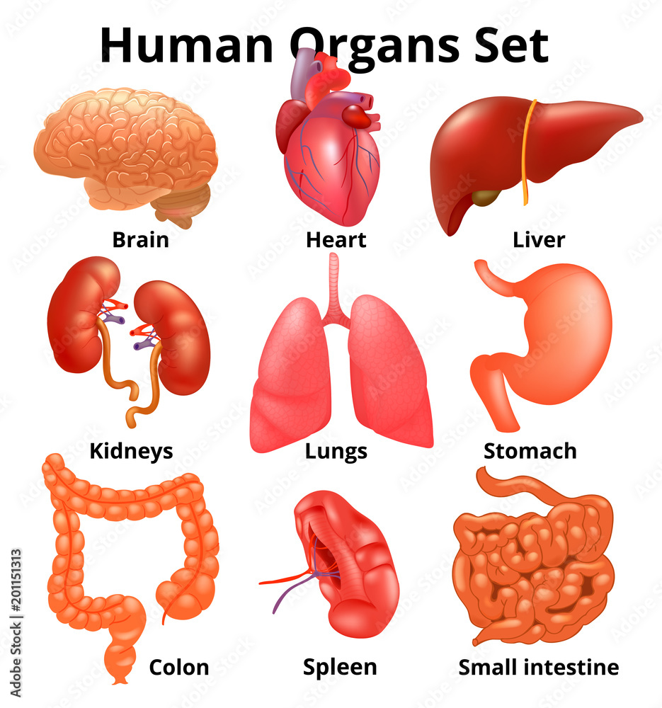 Realistic human organs set anatomy Stock Vector | Adobe Stock