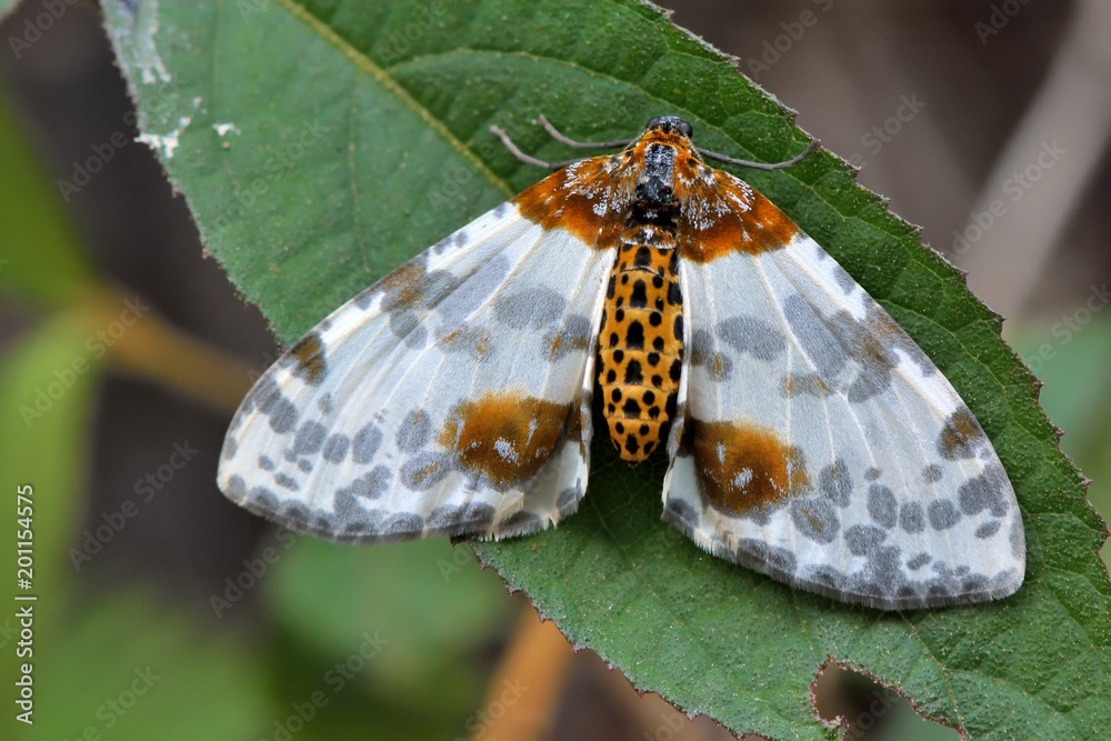Venus-scale moth (Abraxas sp) in the leaf,On the mountain in Taiwan ...