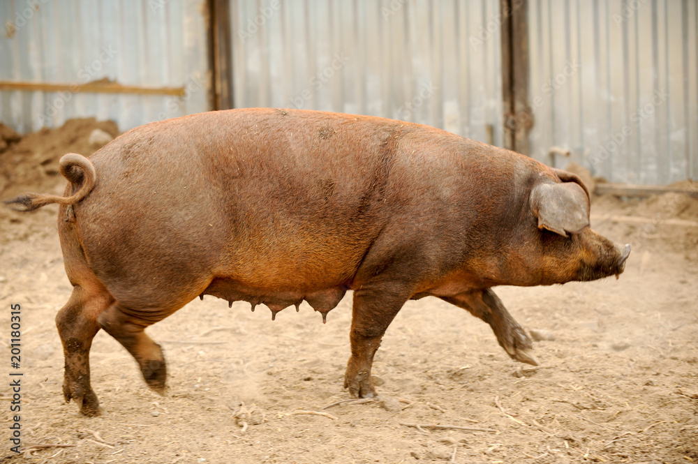 Big swine of Duroc's breed in yard. Concept of small pig farms in ...