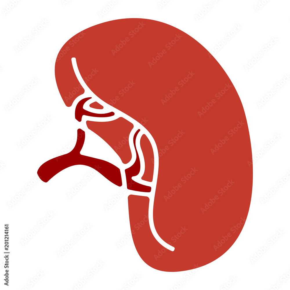 Organe Icon - Milz Stock Vector | Adobe Stock