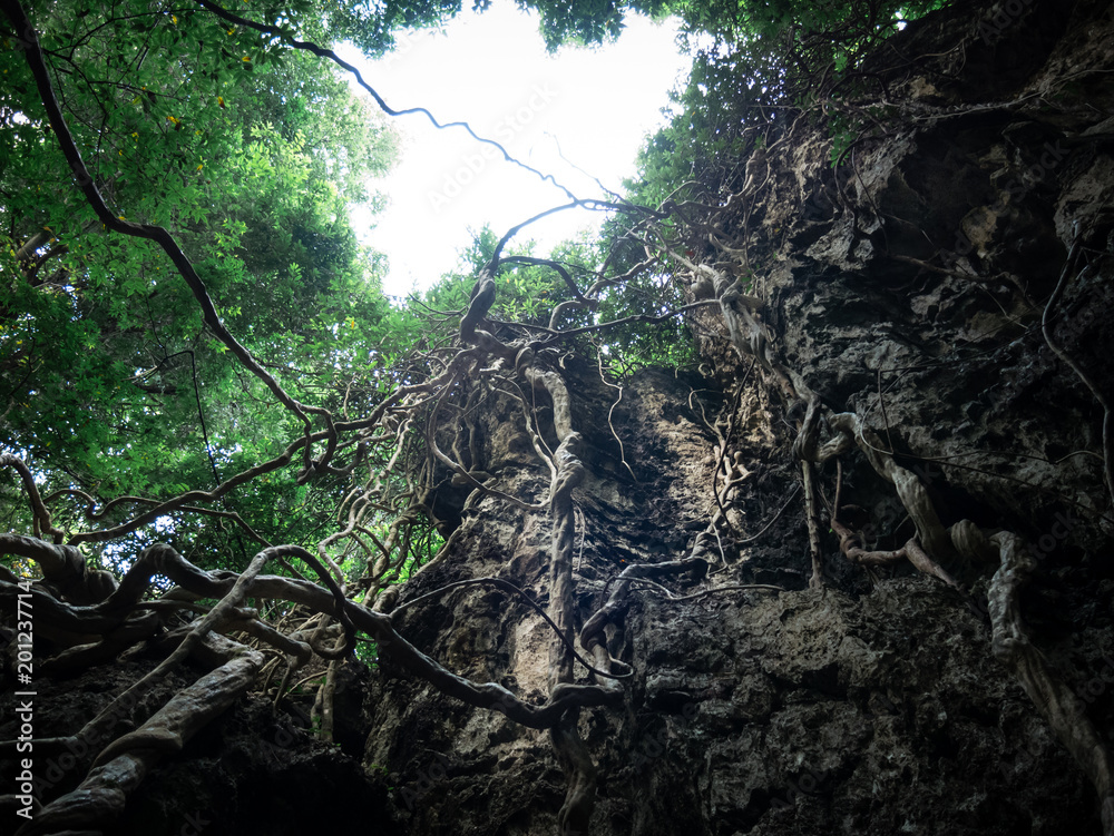Foto de The amazing nature of the trees and giant vine. It takes about ...