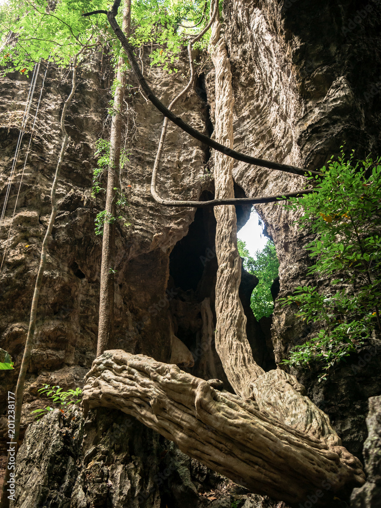 Foto de The amazing nature of the trees and giant vine. It takes about ...