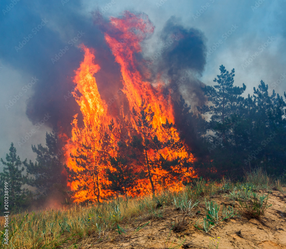 Forest fire. Burned trees after wildfire, pollution and a lot of smoke ...