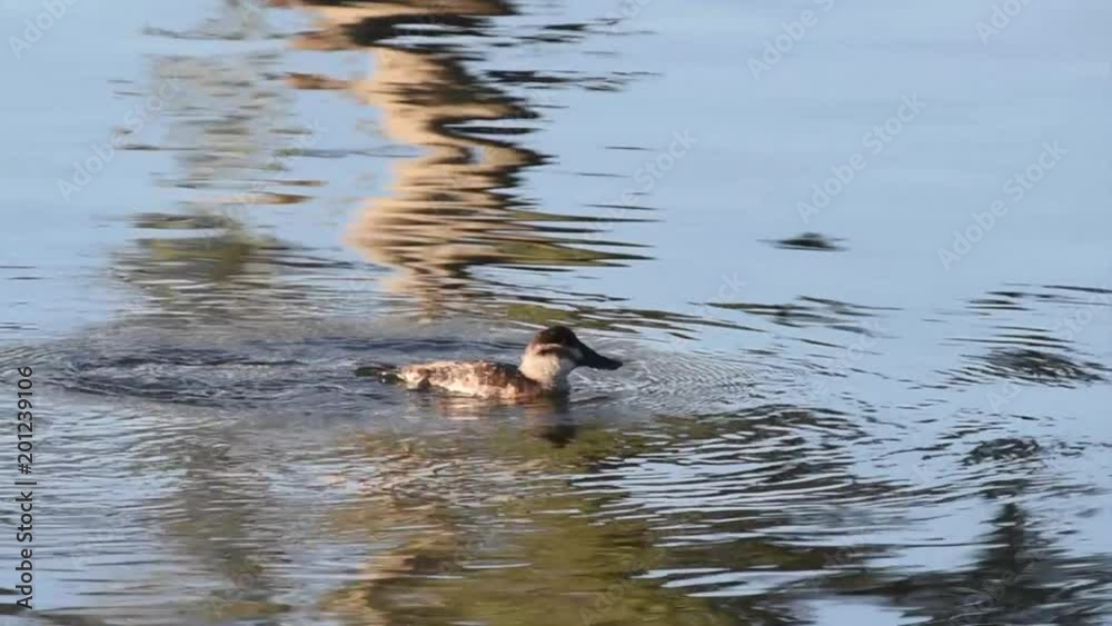HD Video of one female ruddy duck swimming and diving for food, slow ...