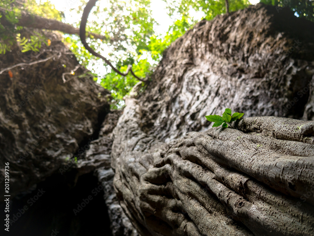 Fotka „The amazing nature of the trees and giant vine. It takes about ...